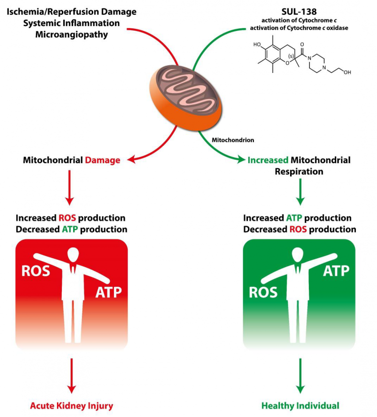 Mechanism-of-action SUL-138 - Mitochondria in Health and Disease